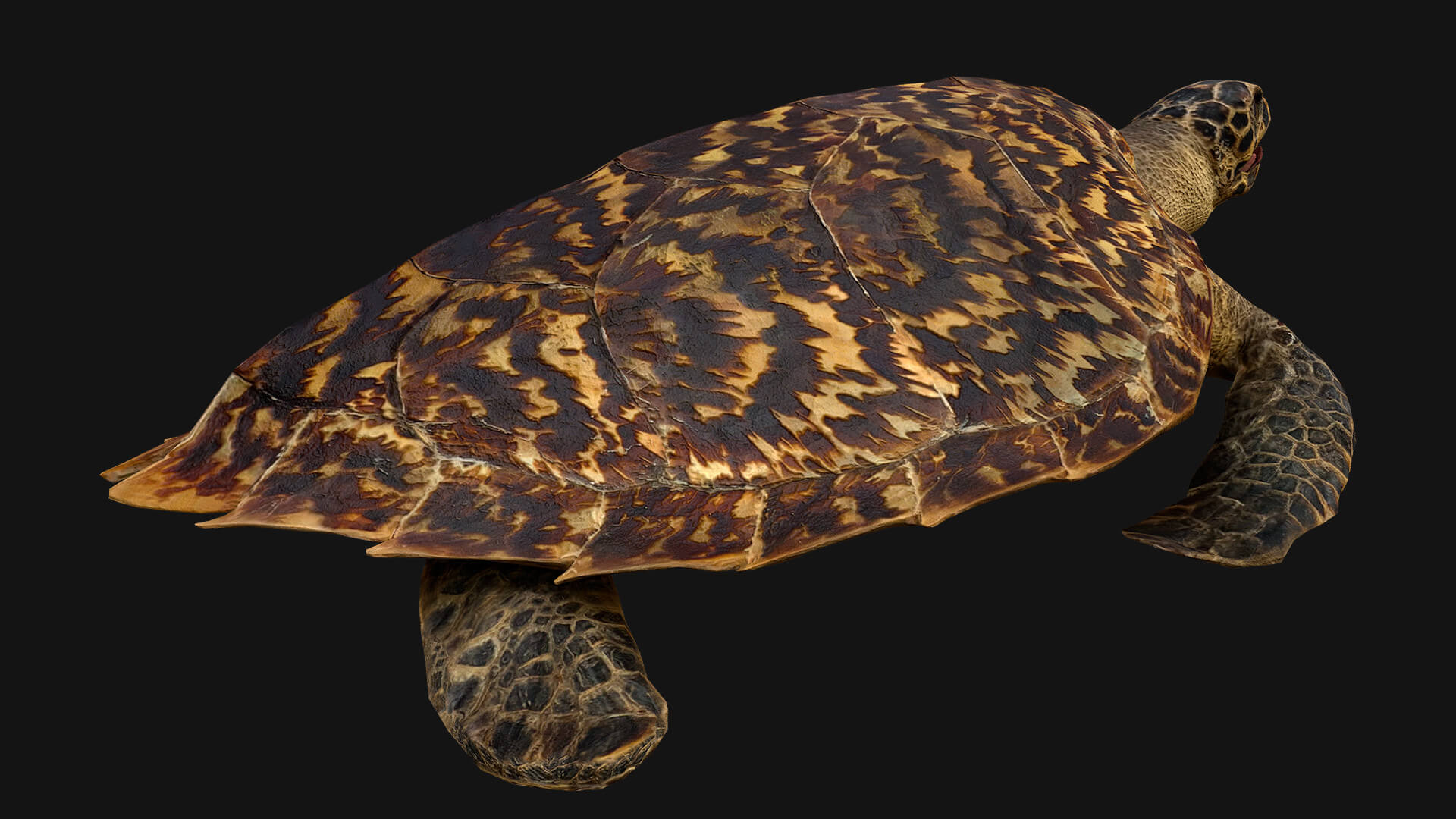 Turtle Reptile - 3D Model by Dereza
