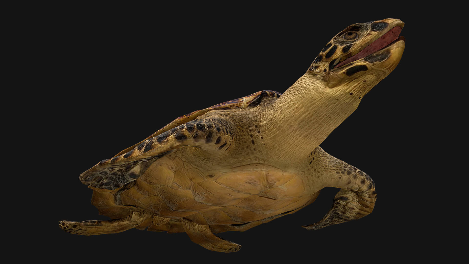 Turtle Reptile - 3D Model by Dereza