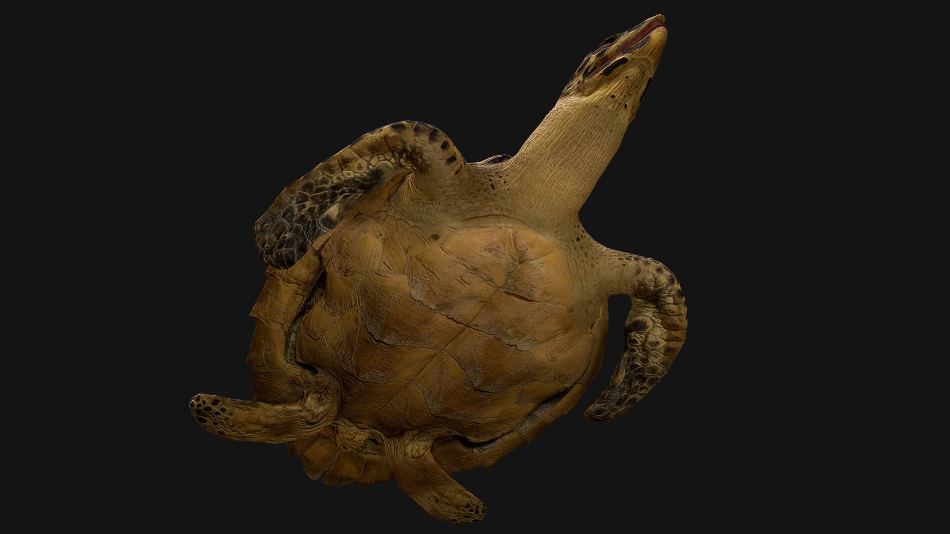 Turtle Reptile - 3D Model by Dereza