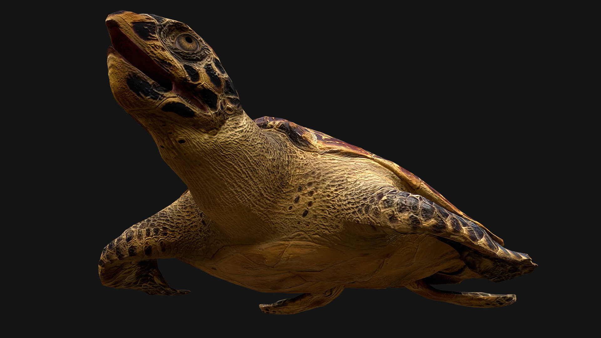 Turtle Reptile - 3D Model by Dereza