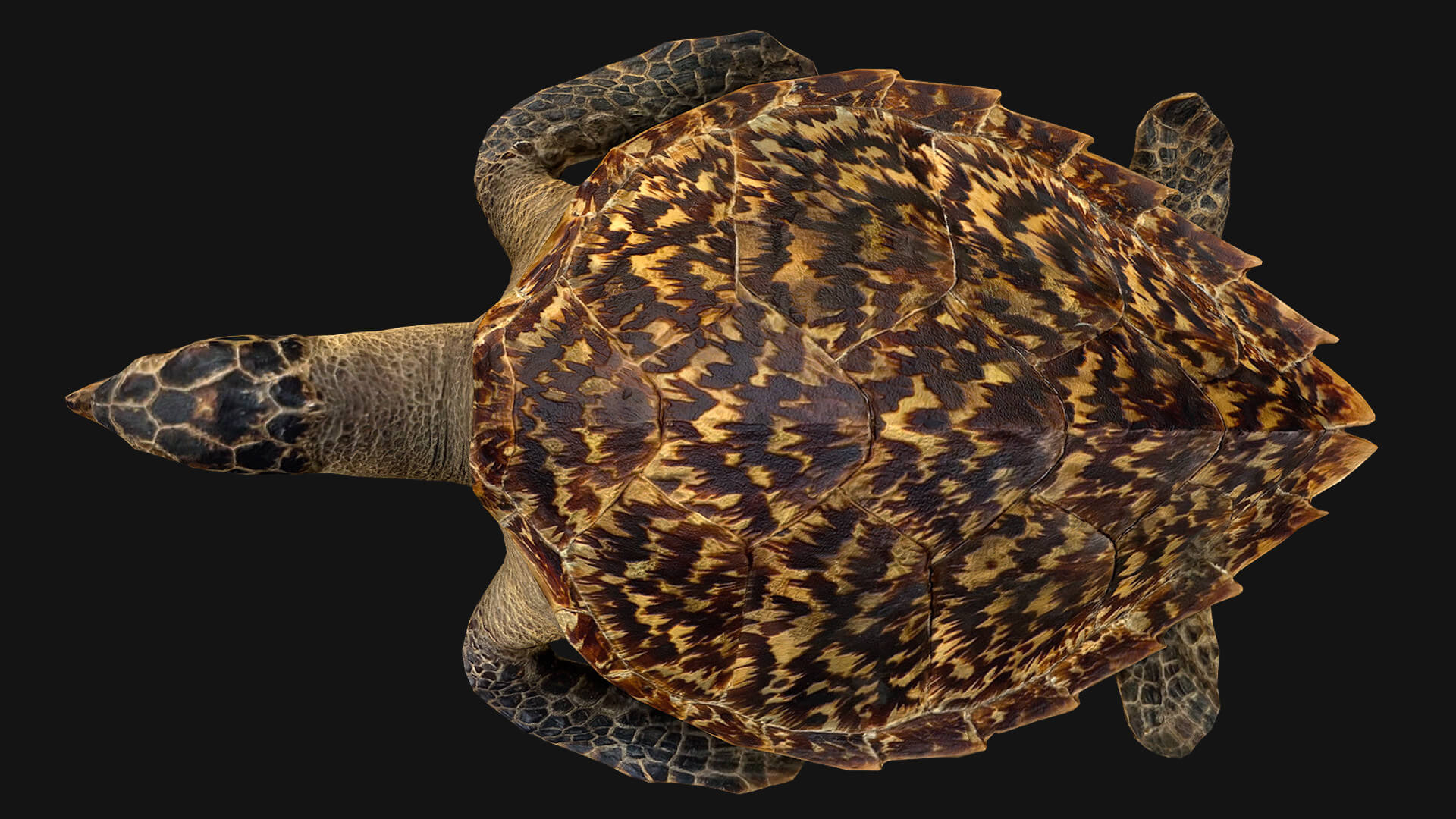 Turtle Reptile - 3D Model by Dereza