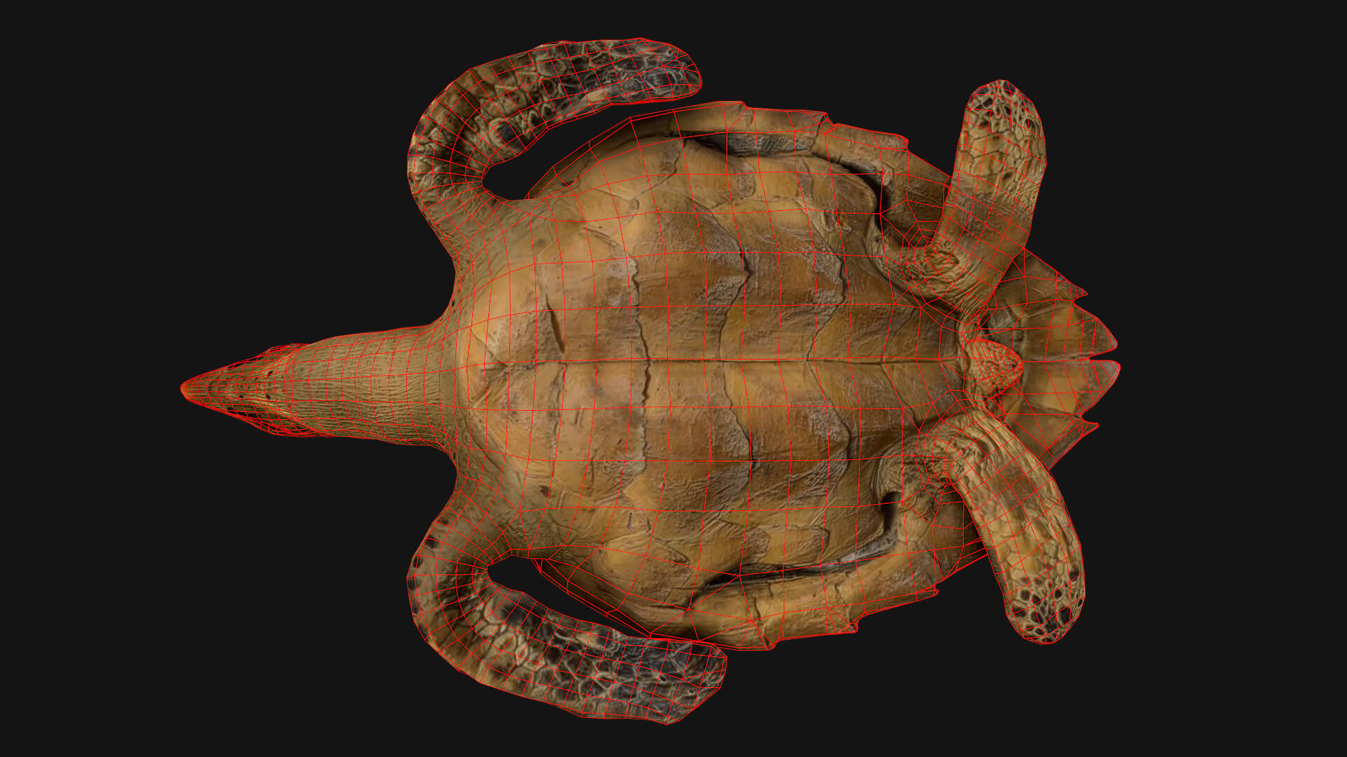 Turtle Reptile - 3D Model by Dereza