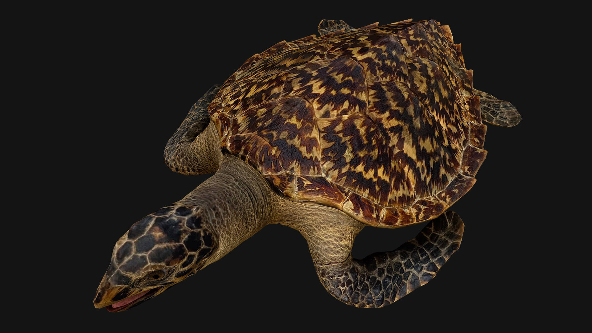 Turtle Reptile - 3D Model by Dereza
