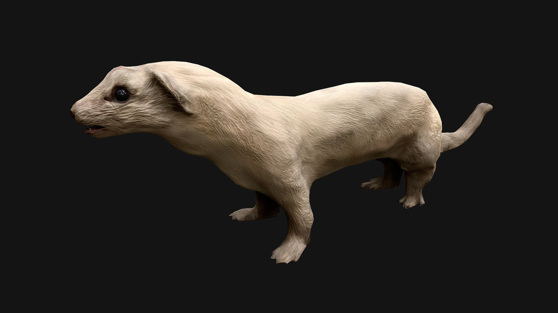 Weasel Ermine - 3D Model by Dereza