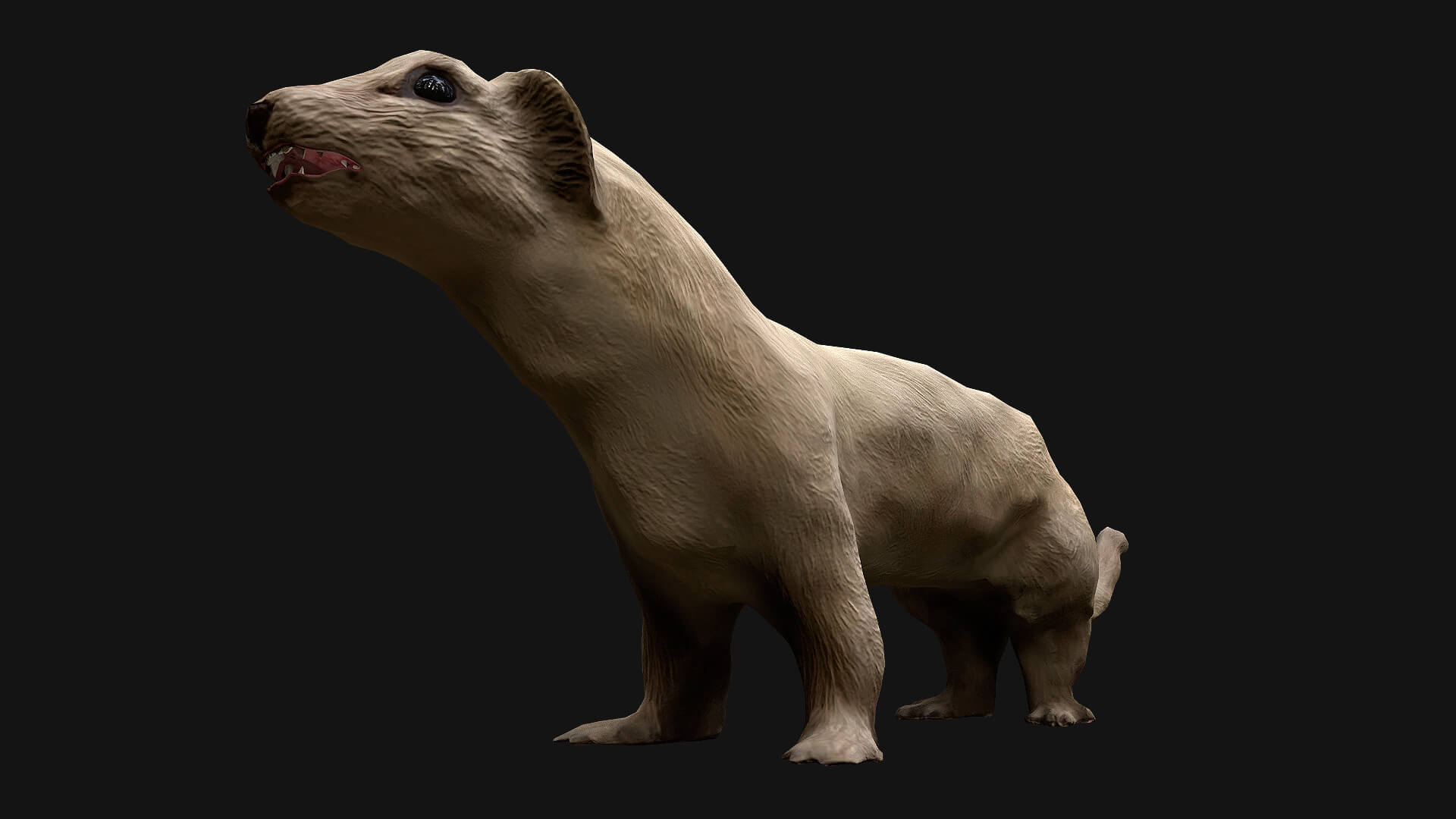 Weasel Ermine - 3D Model by Dereza