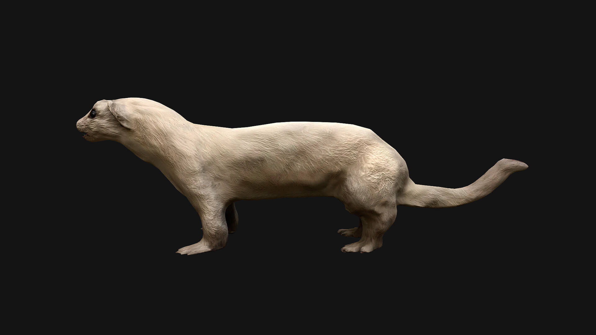 Weasel Ermine - 3D Model by Dereza