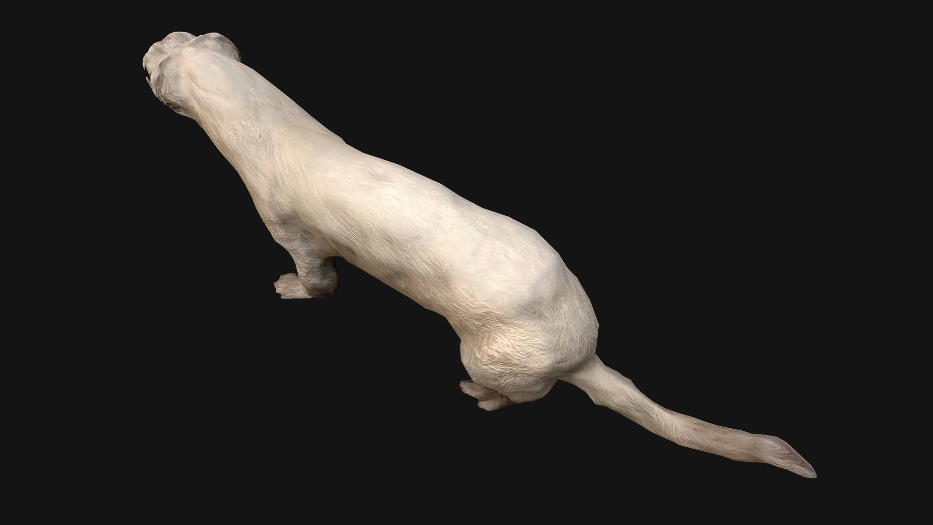 Weasel Ermine - 3D Model by Dereza