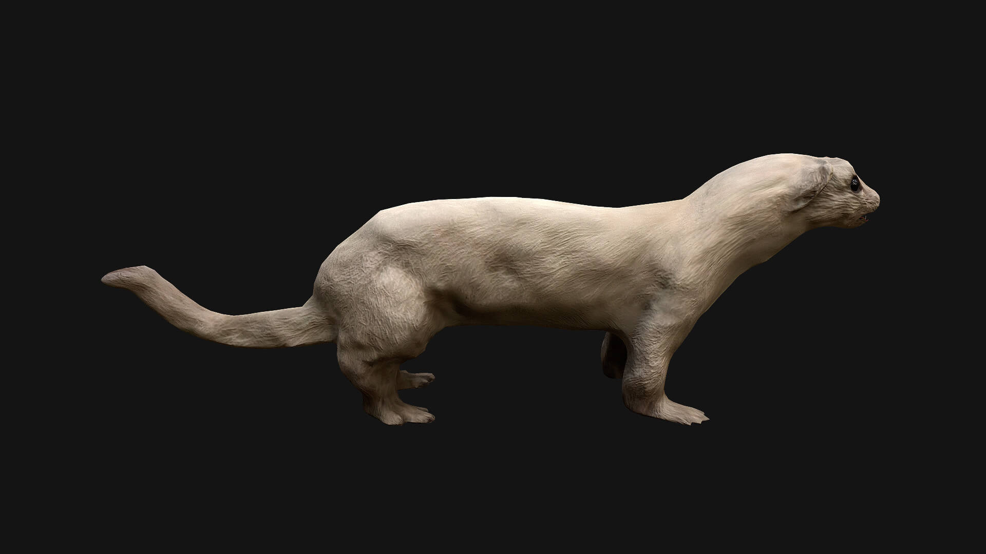 Weasel Ermine - 3D Model by Dereza