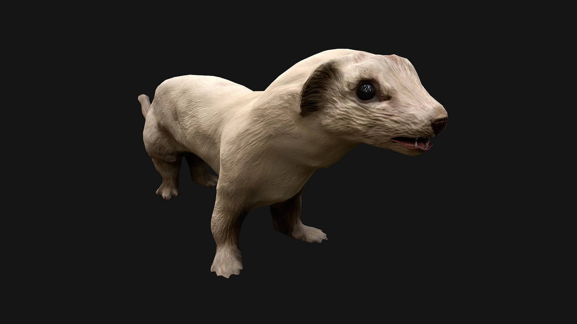 Weasel Ermine - 3D Model by Dereza