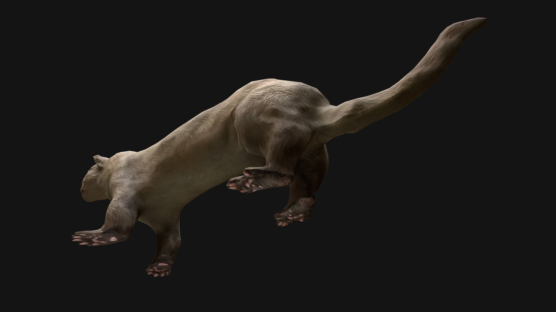 Weasel Ermine - 3D Model by Dereza