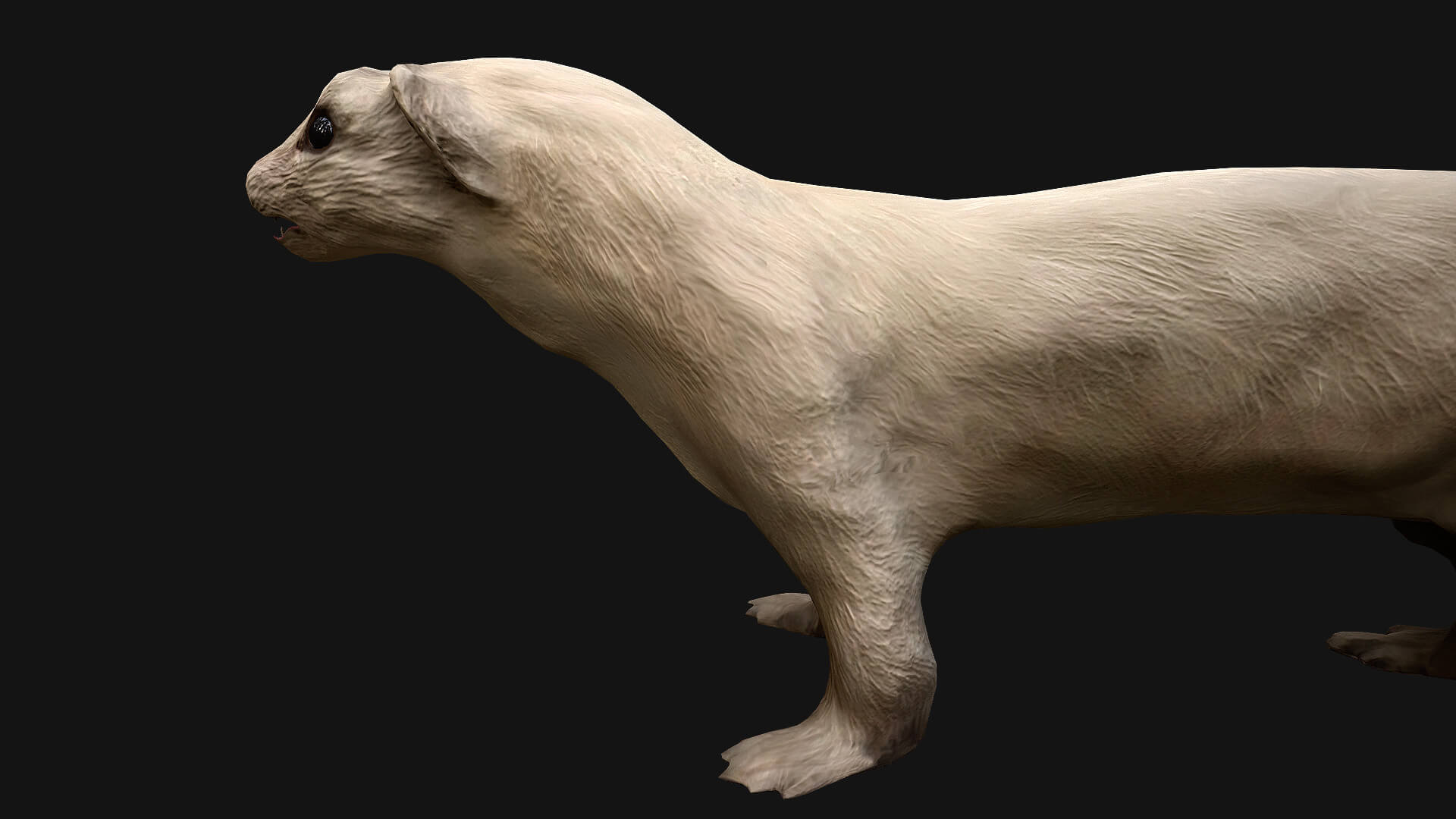 Weasel Ermine - 3D Model by Dereza