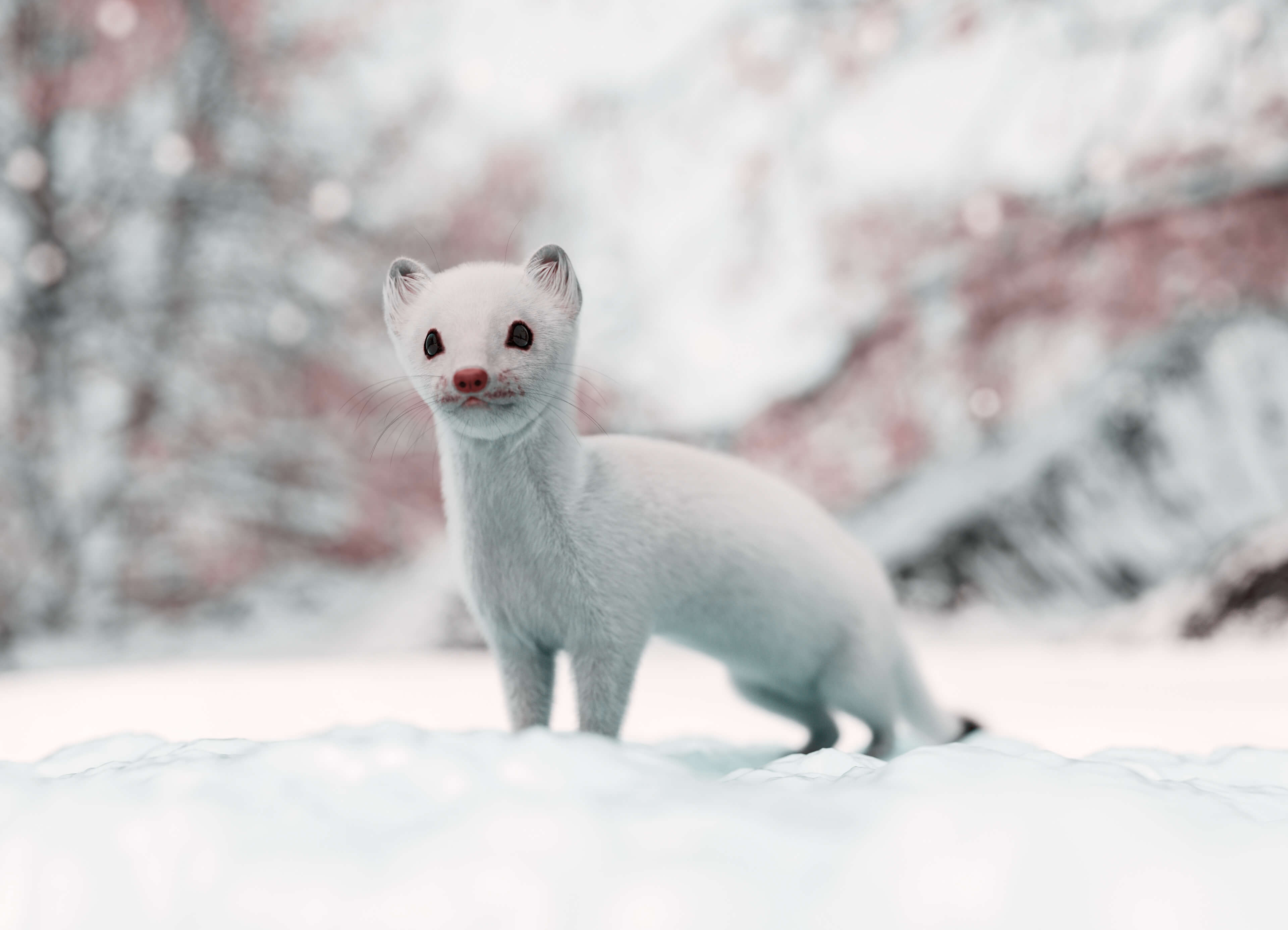Winter weasel's Wonderland 3D Render, Digital Art by DEVIANT