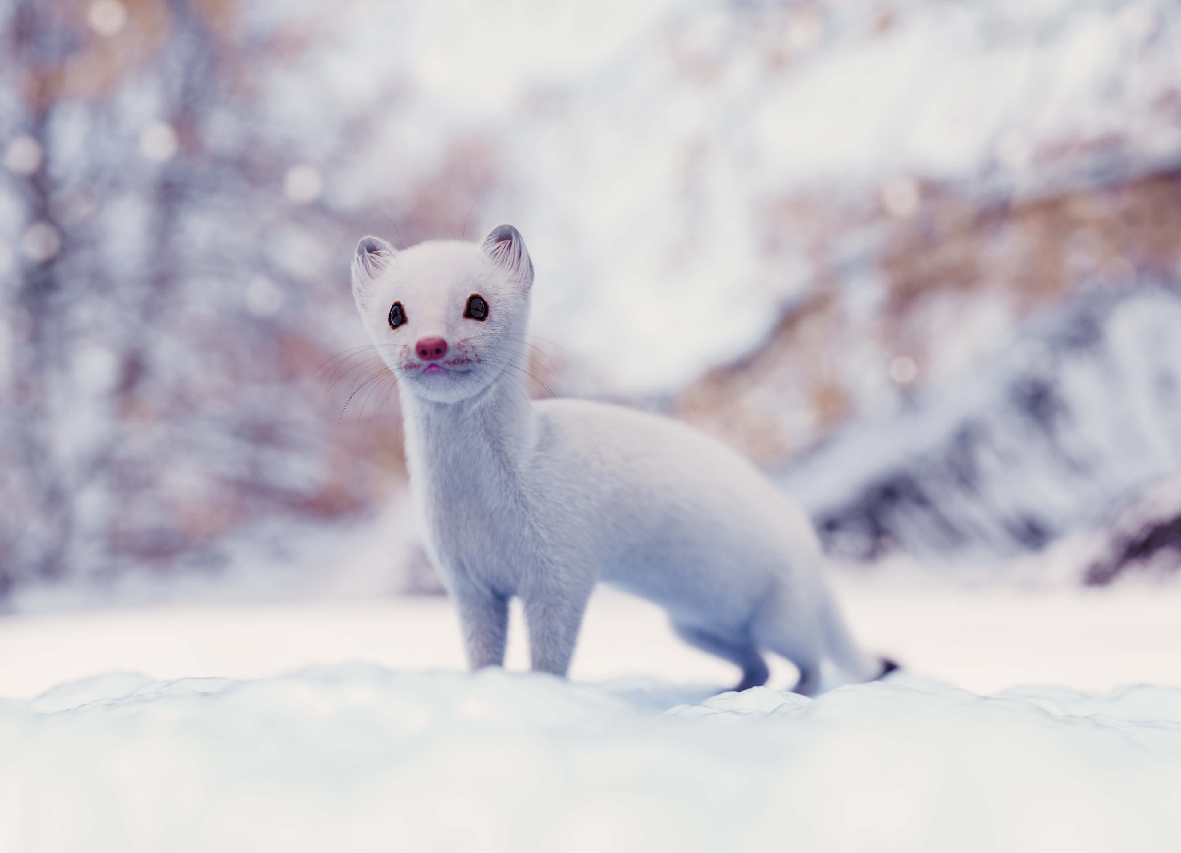 Winter weasel's Wonderland 3D Render, Digital Art by DEVIANT