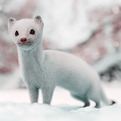 Winter weasel's Wonderland 3D Render, Digital Art by DEVIANT