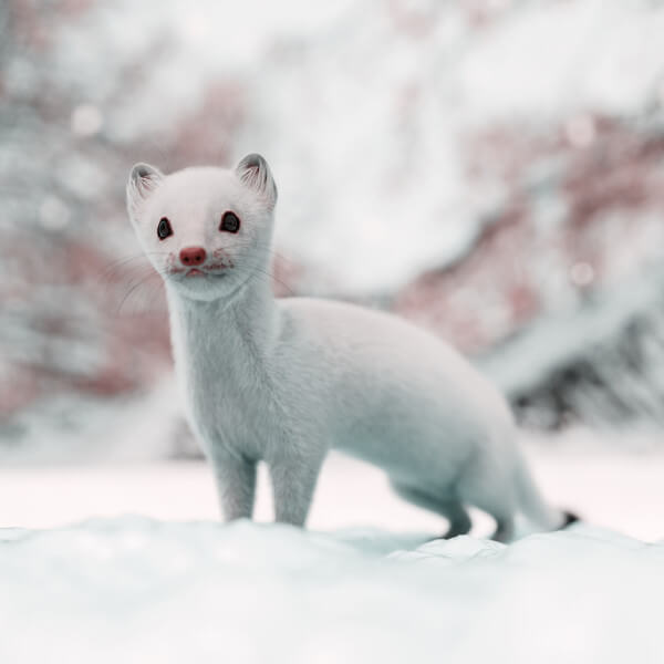 3D Art Gallery by DEVIANT at RenderHub