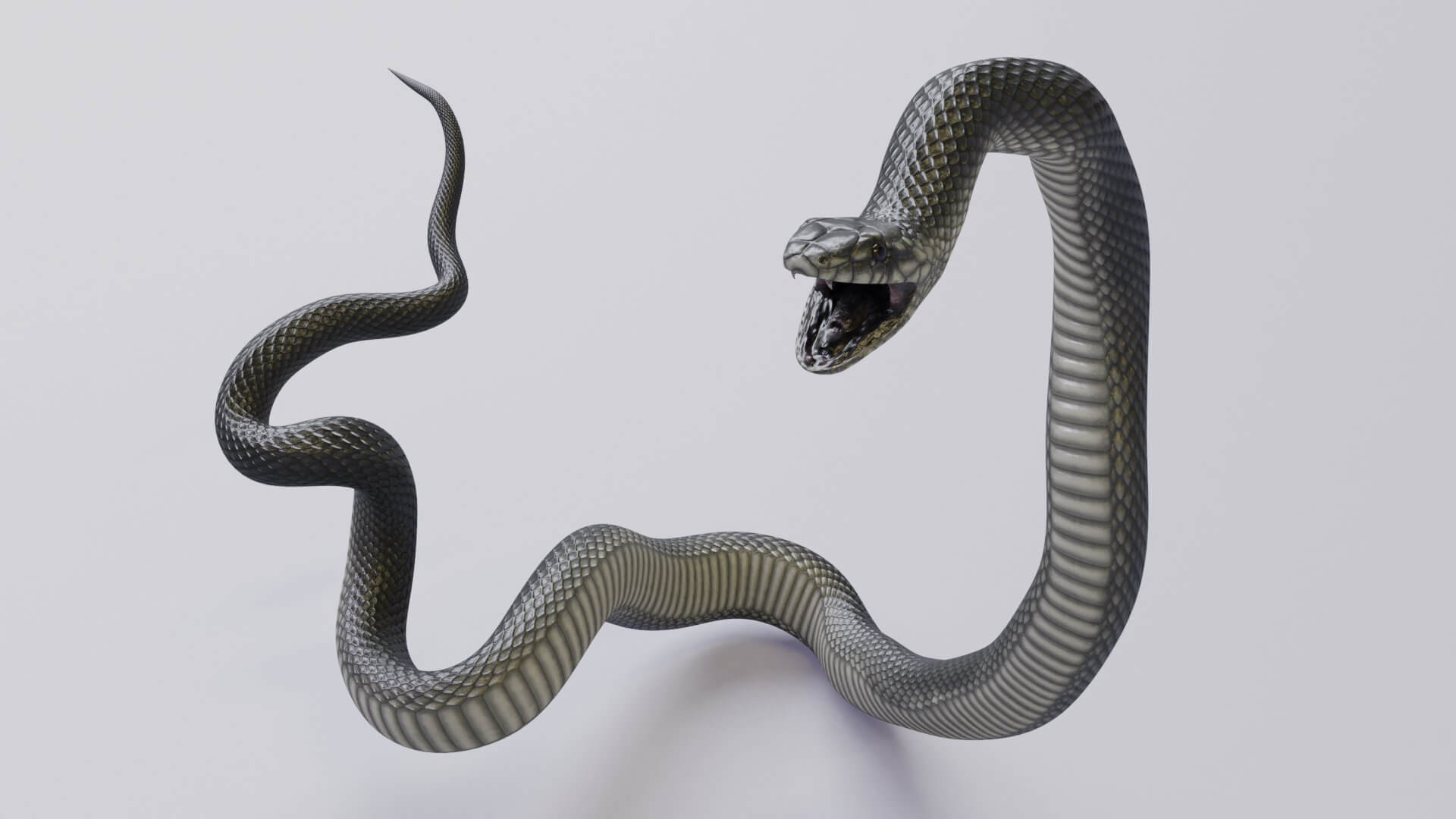 Animated Black Mamba - 3D Model by Dibia Digital