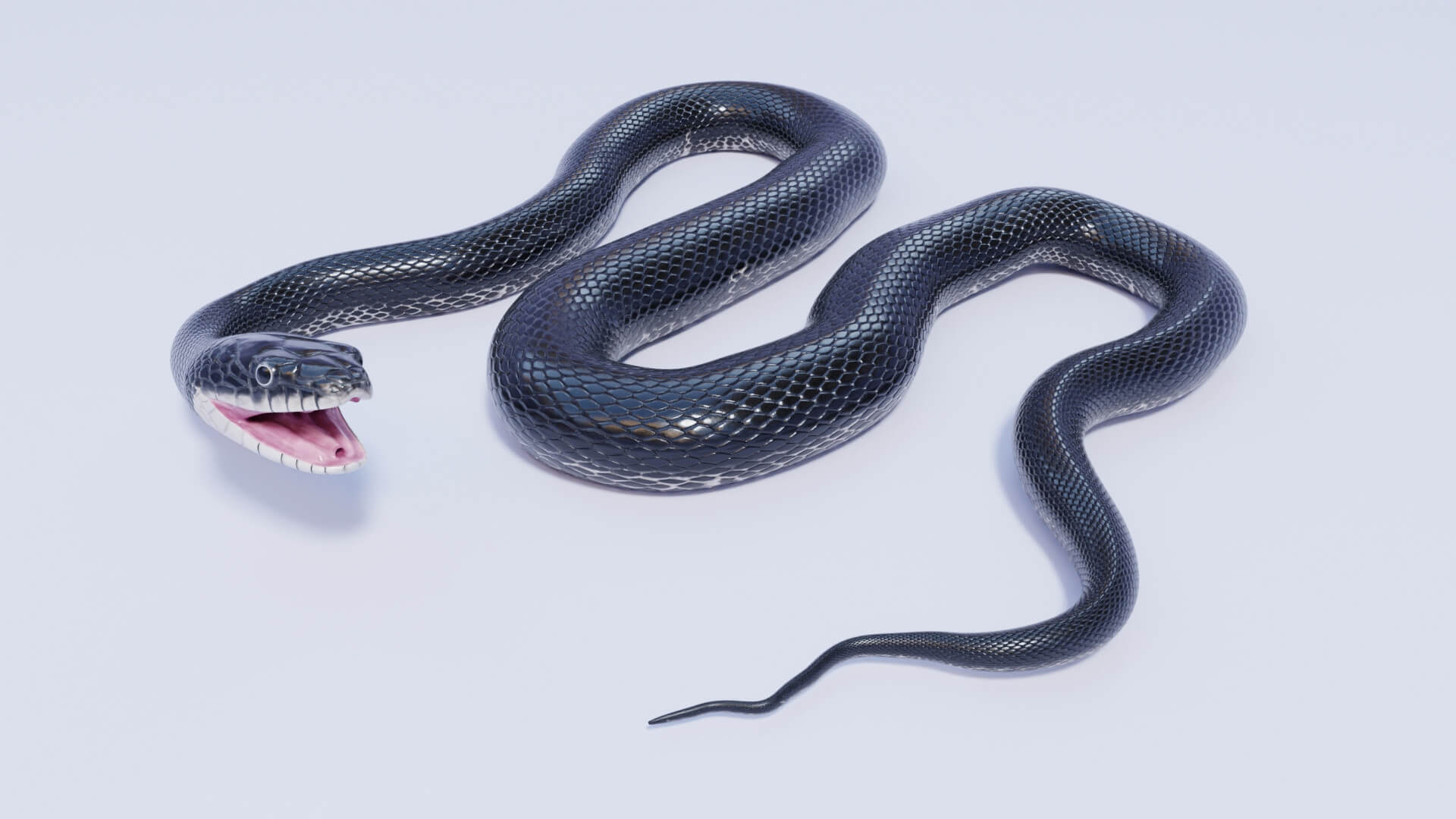 Animated Black Rat Snake - 3D Model by Dibia Digital