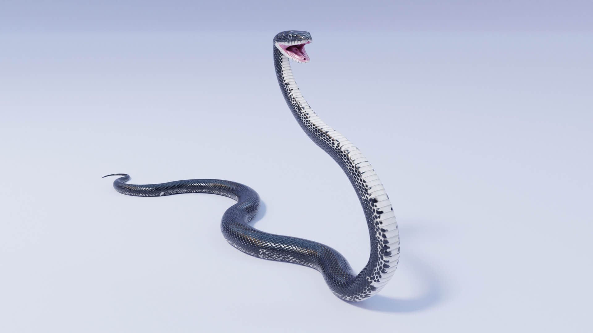 Animated Black Rat Snake - 3D Model by Dibia Digital