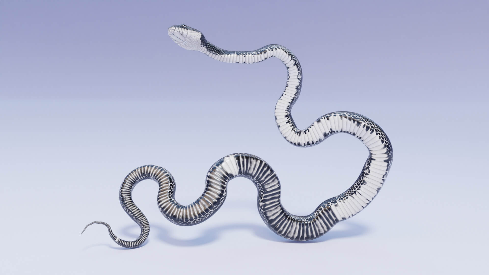 Animated Black Rat Snake - 3D Model by Dibia Digital