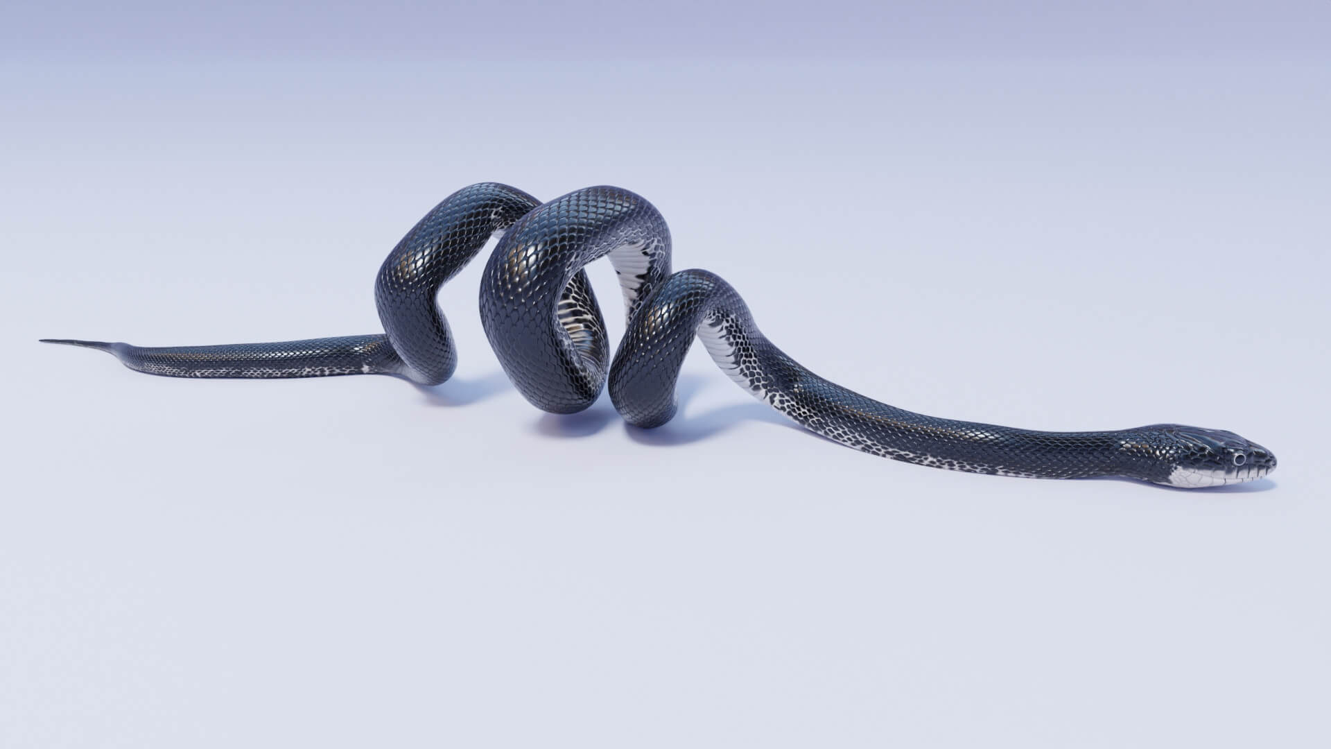 Animated Black Rat Snake - 3D Model by Dibia Digital