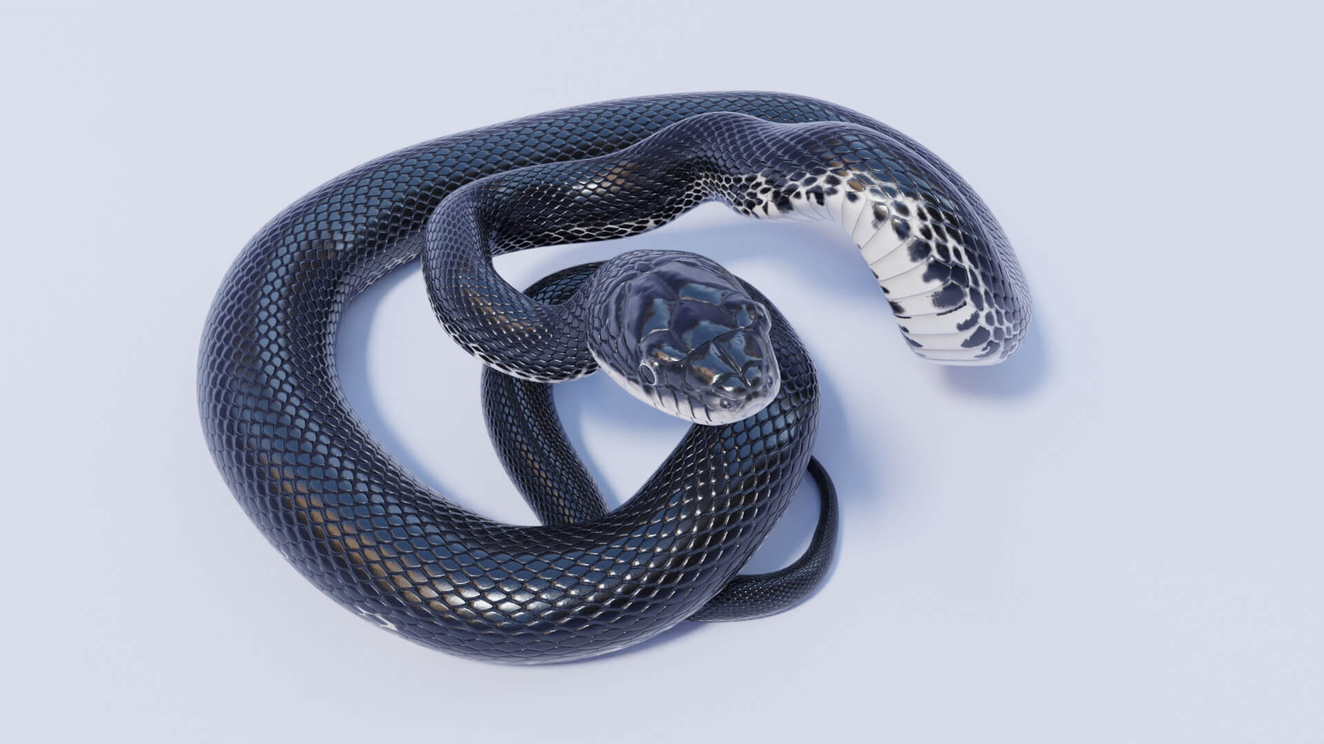 Animated Black Rat Snake - 3D Model by Dibia Digital