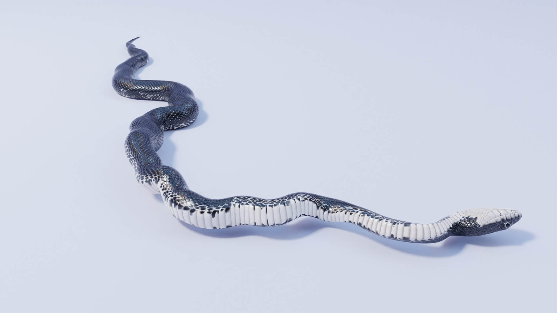Animated Black Rat Snake - 3D Model by Dibia Digital