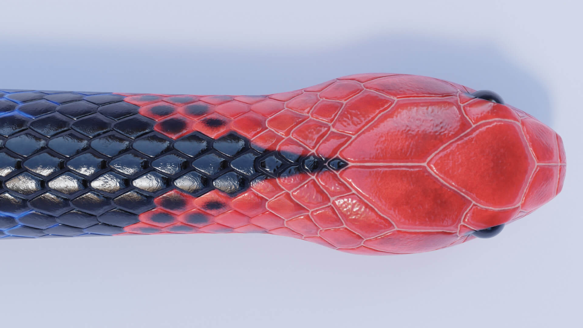 Animated Blue Coral Snake - 3D Model by Dibia Digital