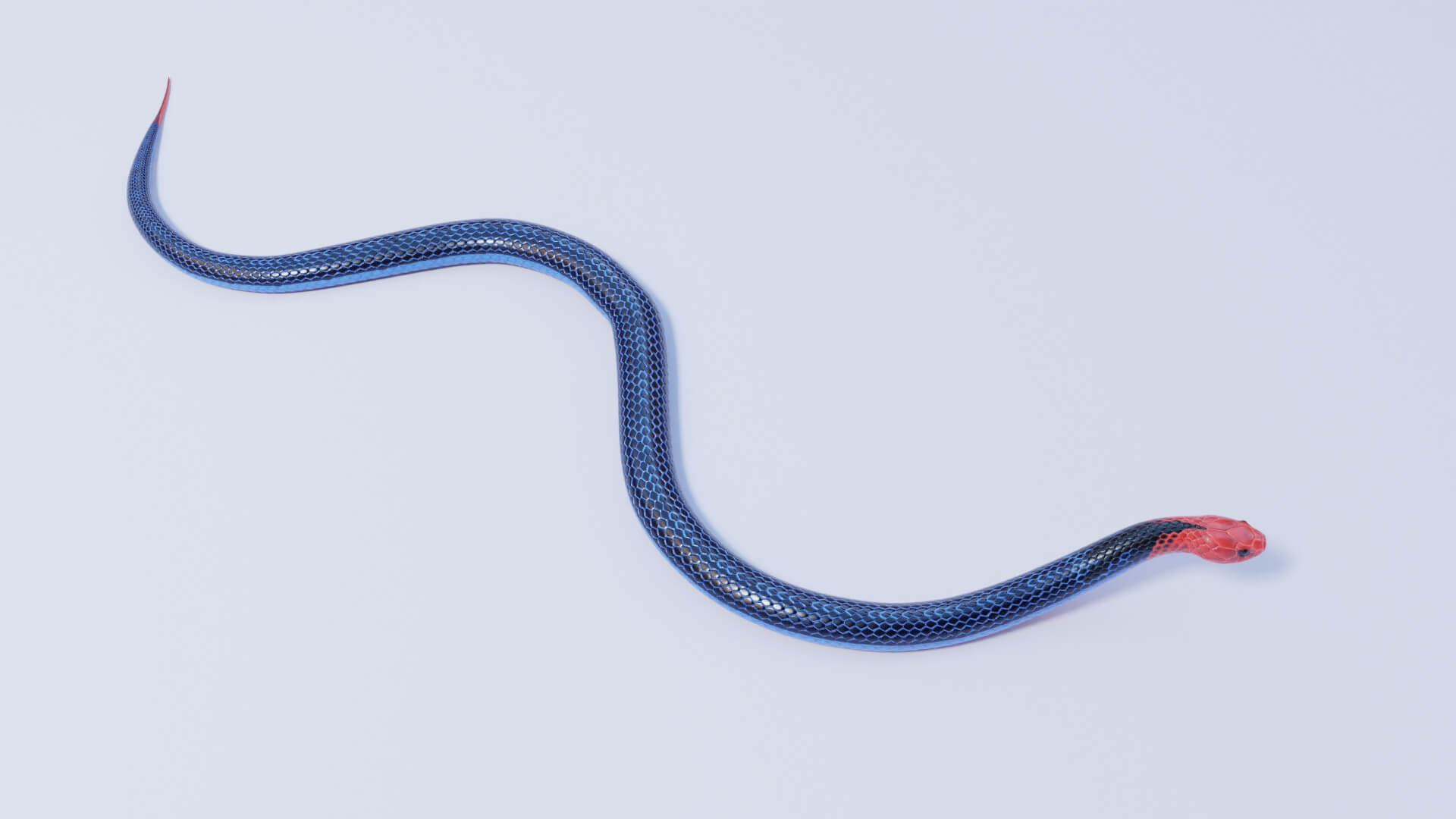 Animated Blue Coral Snake - 3D Model by Dibia Digital