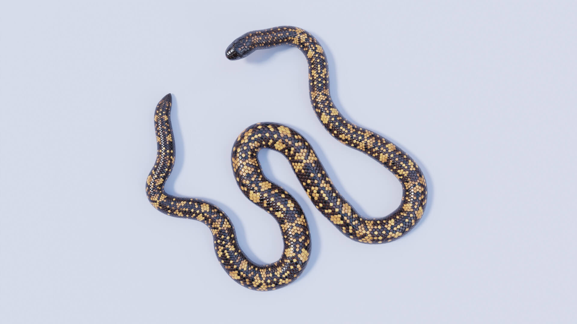 Animated Calabar Python - 3D Model by Dibia Digital