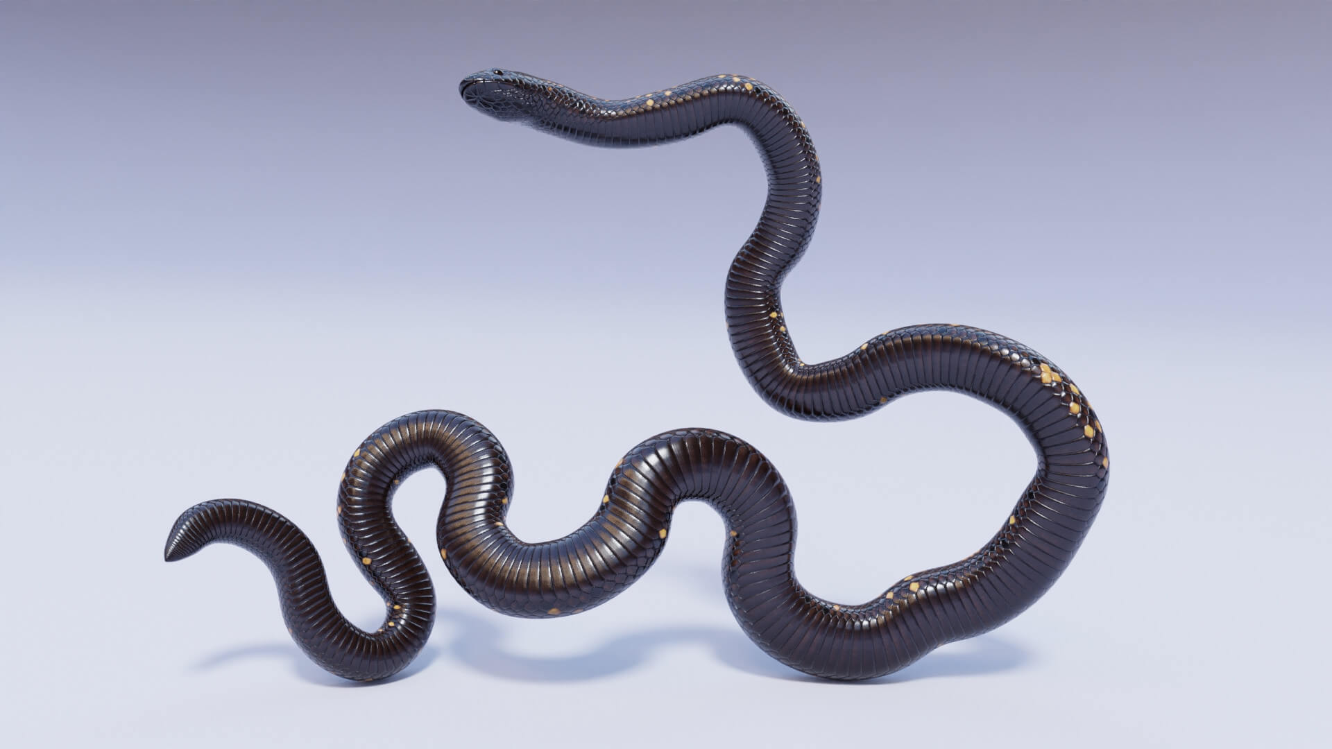 Animated Calabar Python - 3D Model by Dibia Digital