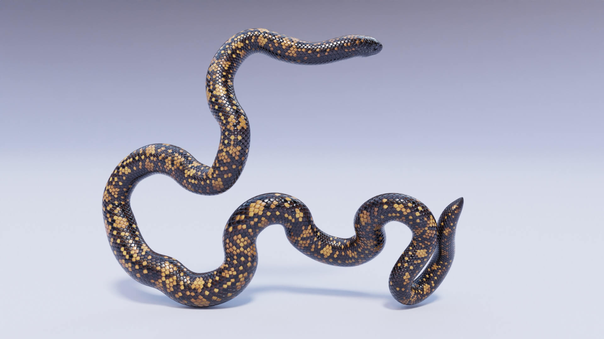 Animated Calabar Python - 3D Model by Dibia Digital