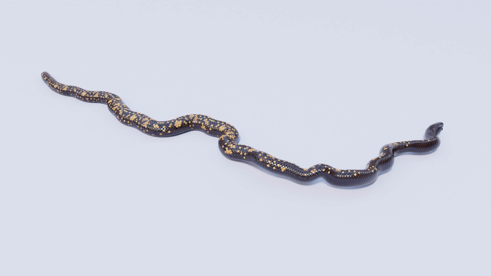 Animated Calabar Python - 3D Model by Dibia Digital