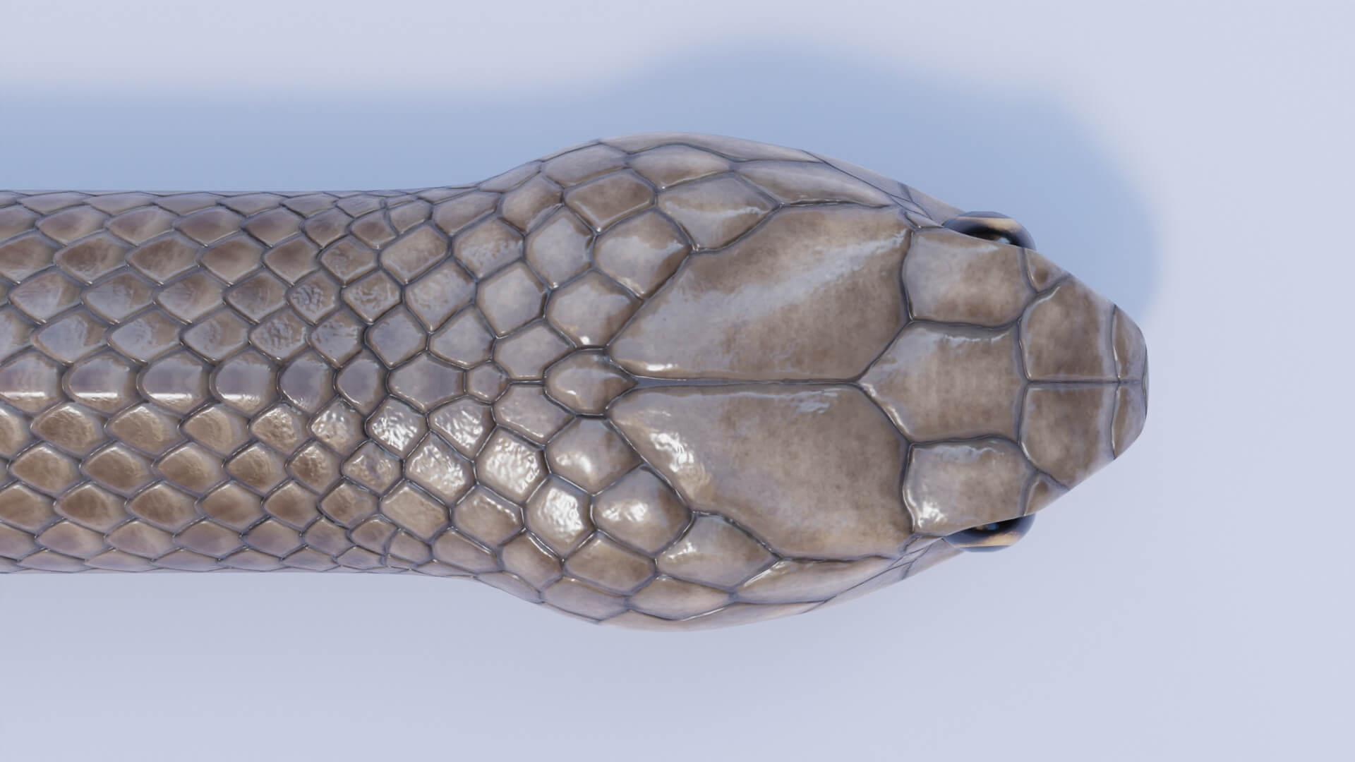Animated Eastern Brown Snake - 3D Model by Dibia Digital