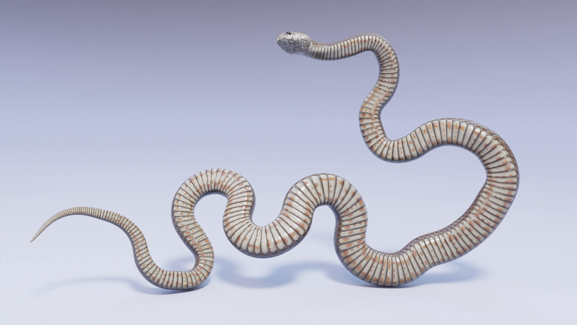 Animated Eastern Brown Snake - 3D Model by Dibia Digital