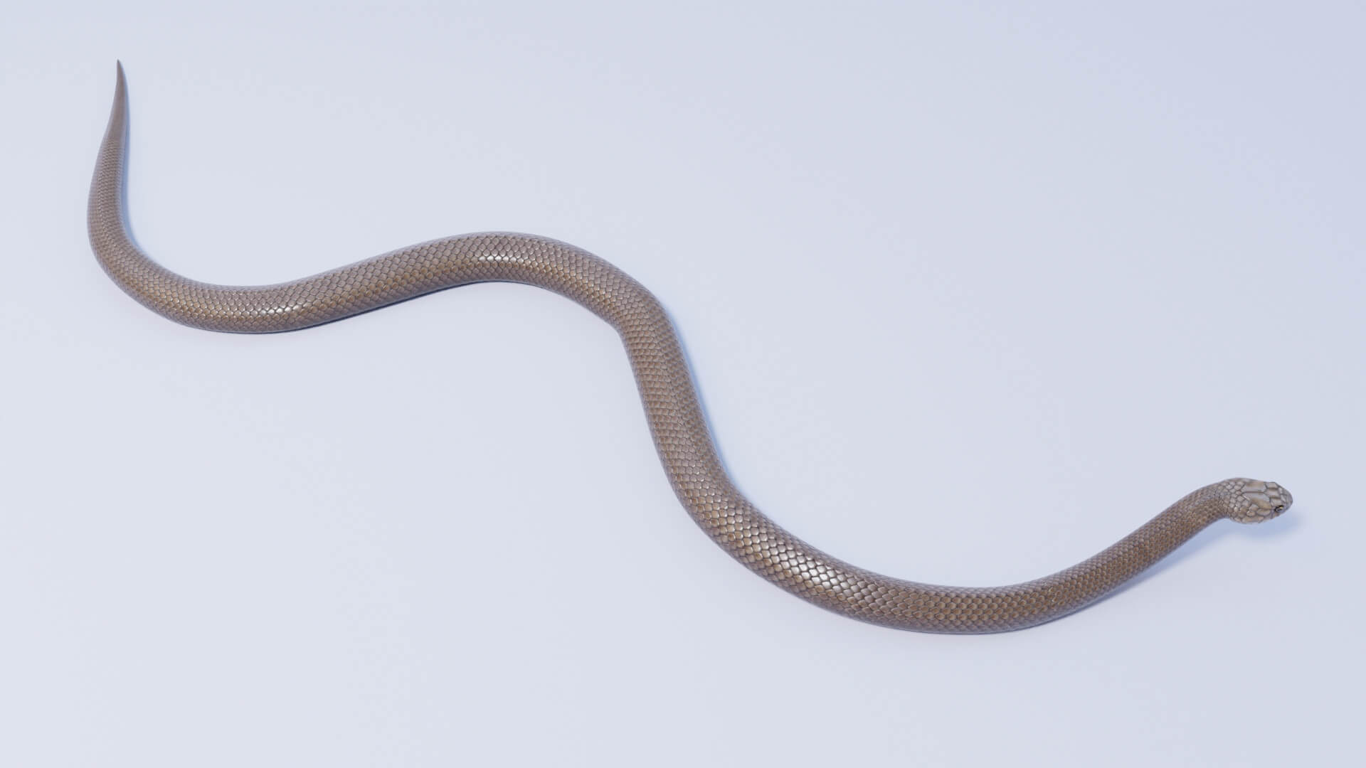 Animated Eastern Brown Snake - 3D Model by Dibia Digital
