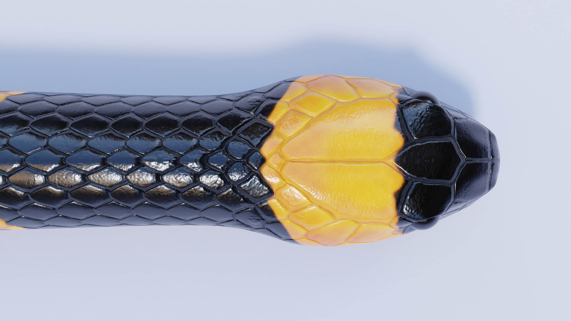 Animated Eastern Coral Snake - 3D Model by Dibia Digital