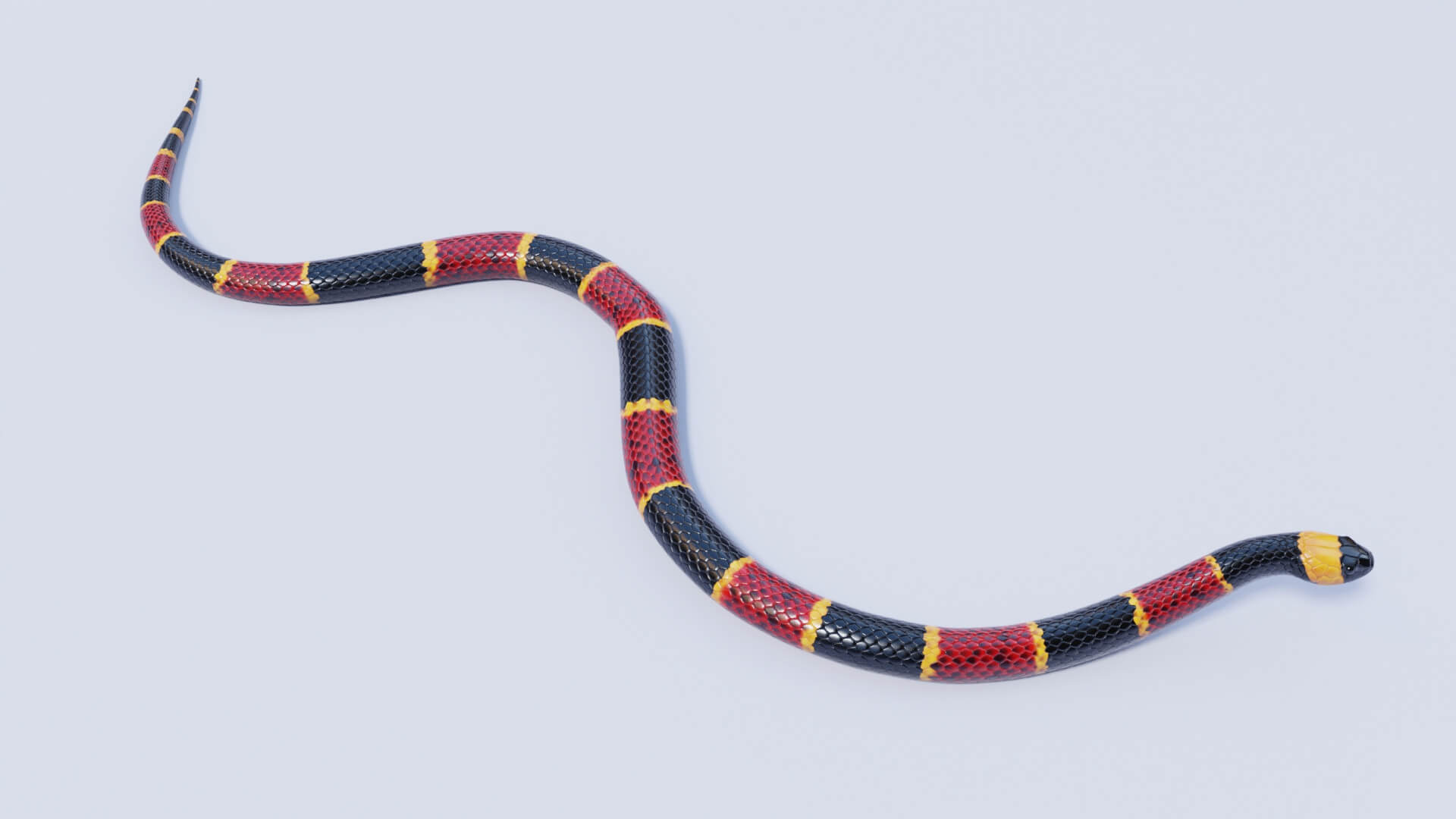 Animated Eastern Coral Snake - 3D Model by Dibia Digital