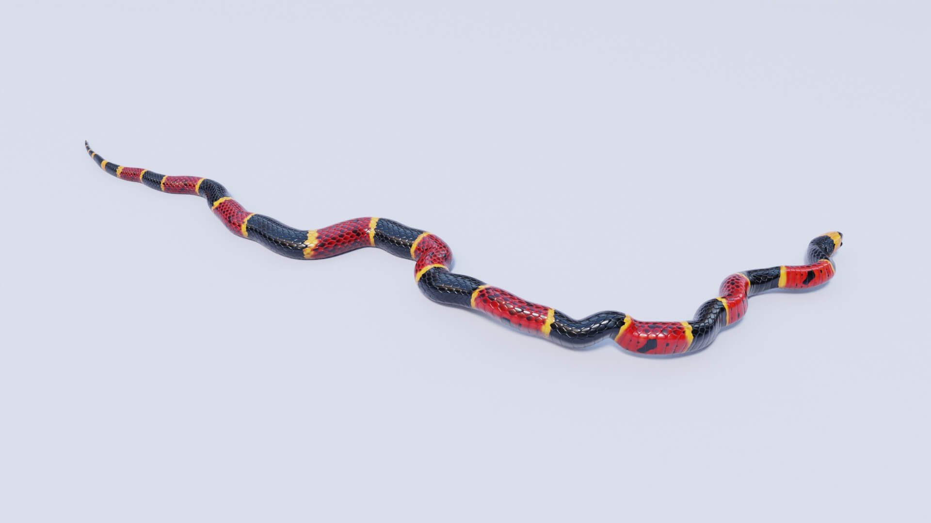 Animated Eastern Coral Snake - 3D Model by Dibia Digital