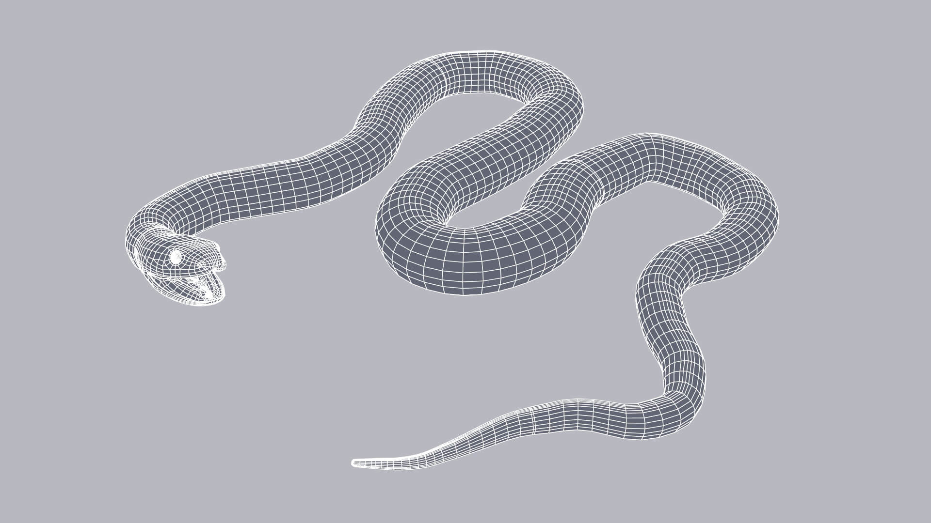 Animated Eastern Coral Snake - 3D Model by Dibia Digital