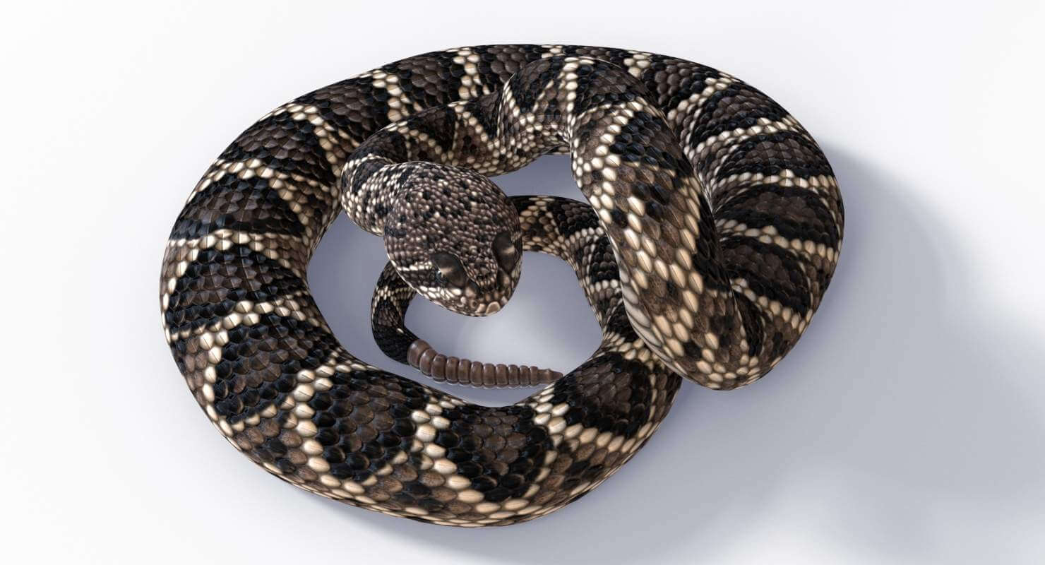 Eastern Diamondback Rattlesnake Animated - 3D Model by Dibia Digital