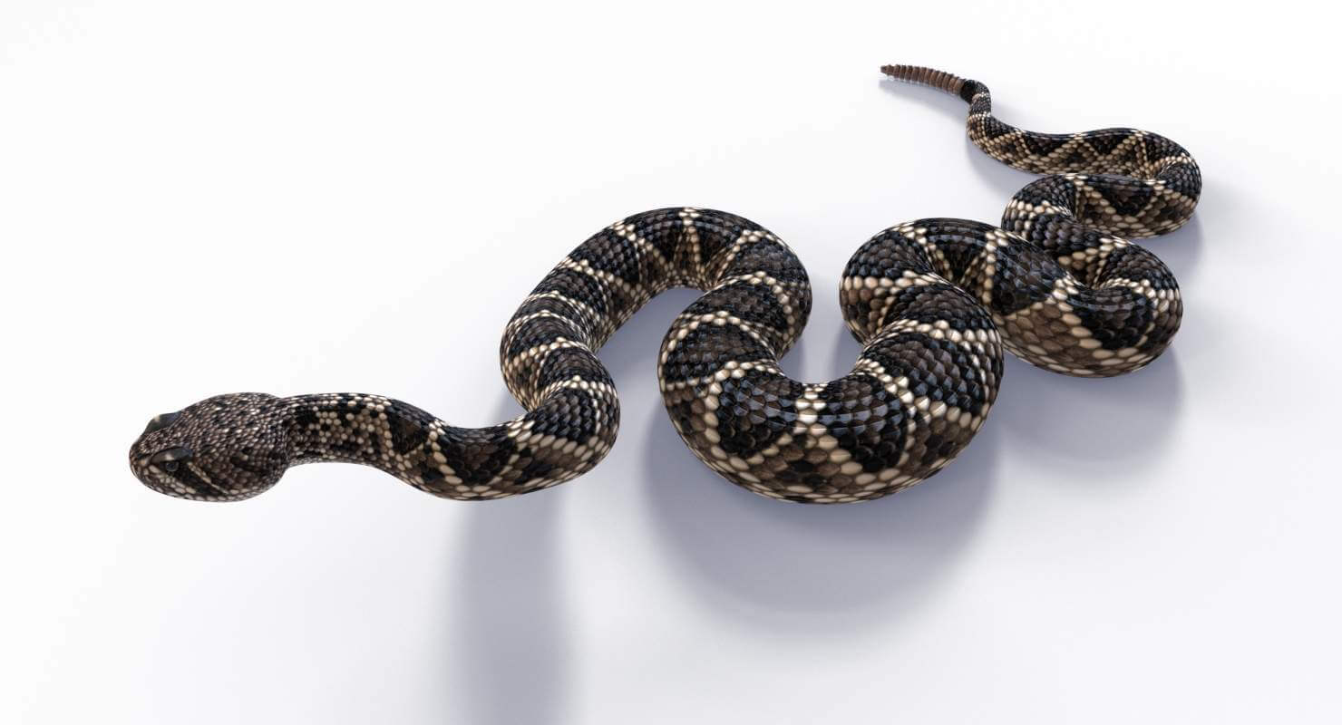 Eastern Diamondback Rattlesnake Animated - 3D Model by Dibia Digital