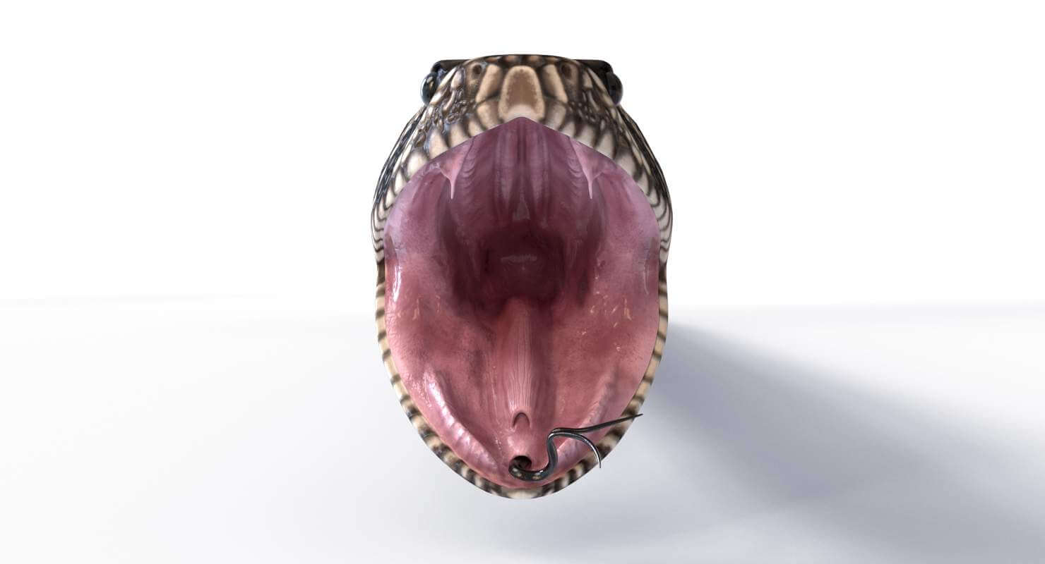 Eastern Diamondback Rattlesnake Animated - 3D Model by Dibia Digital