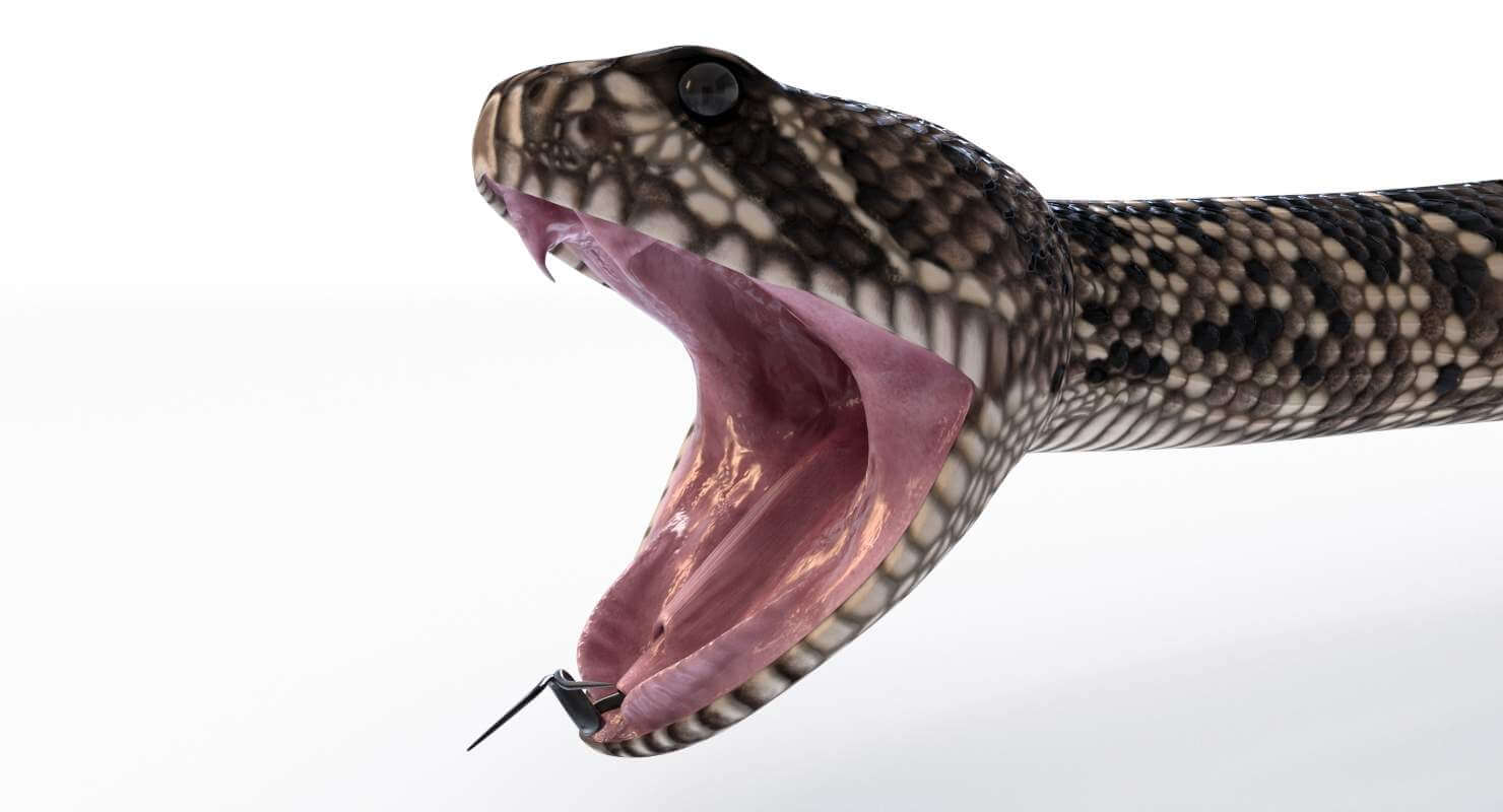 Eastern Diamondback Rattlesnake Animated - 3D Model by Dibia Digital