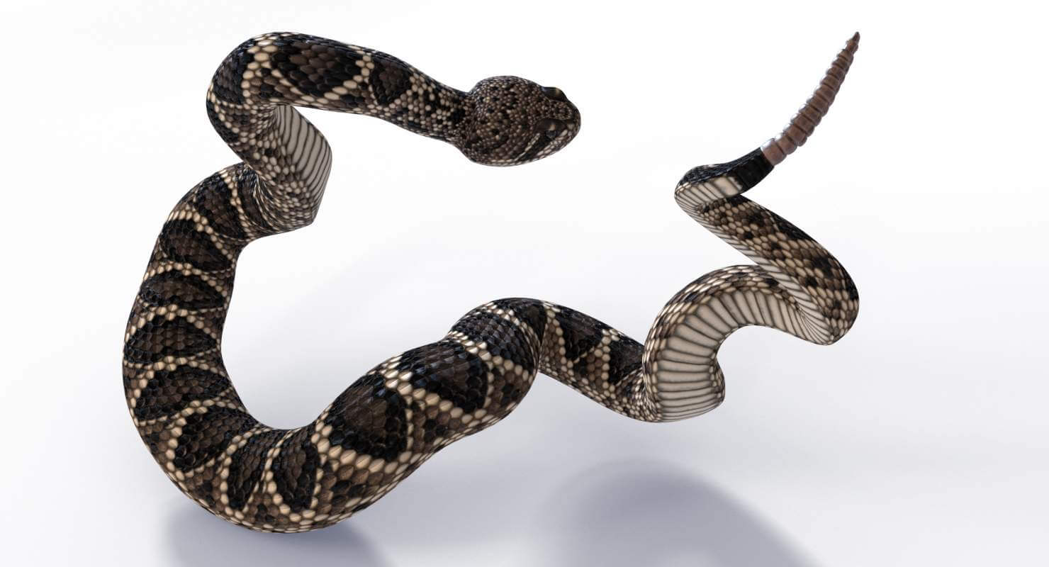 Eastern Diamondback Rattlesnake Animated - 3D Model by Dibia Digital