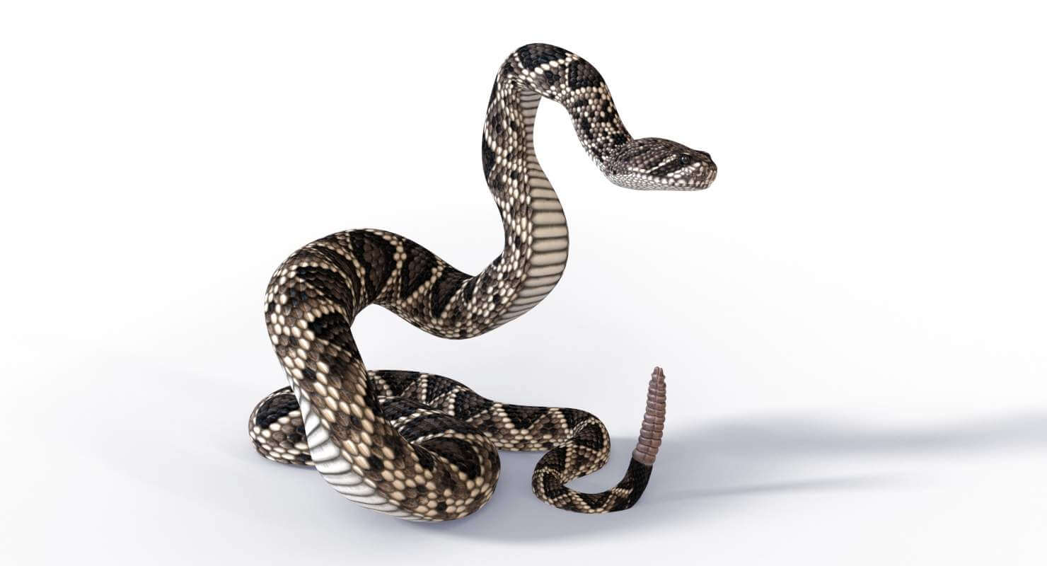 Eastern Diamondback Rattlesnake Animated - 3D Model by Dibia Digital