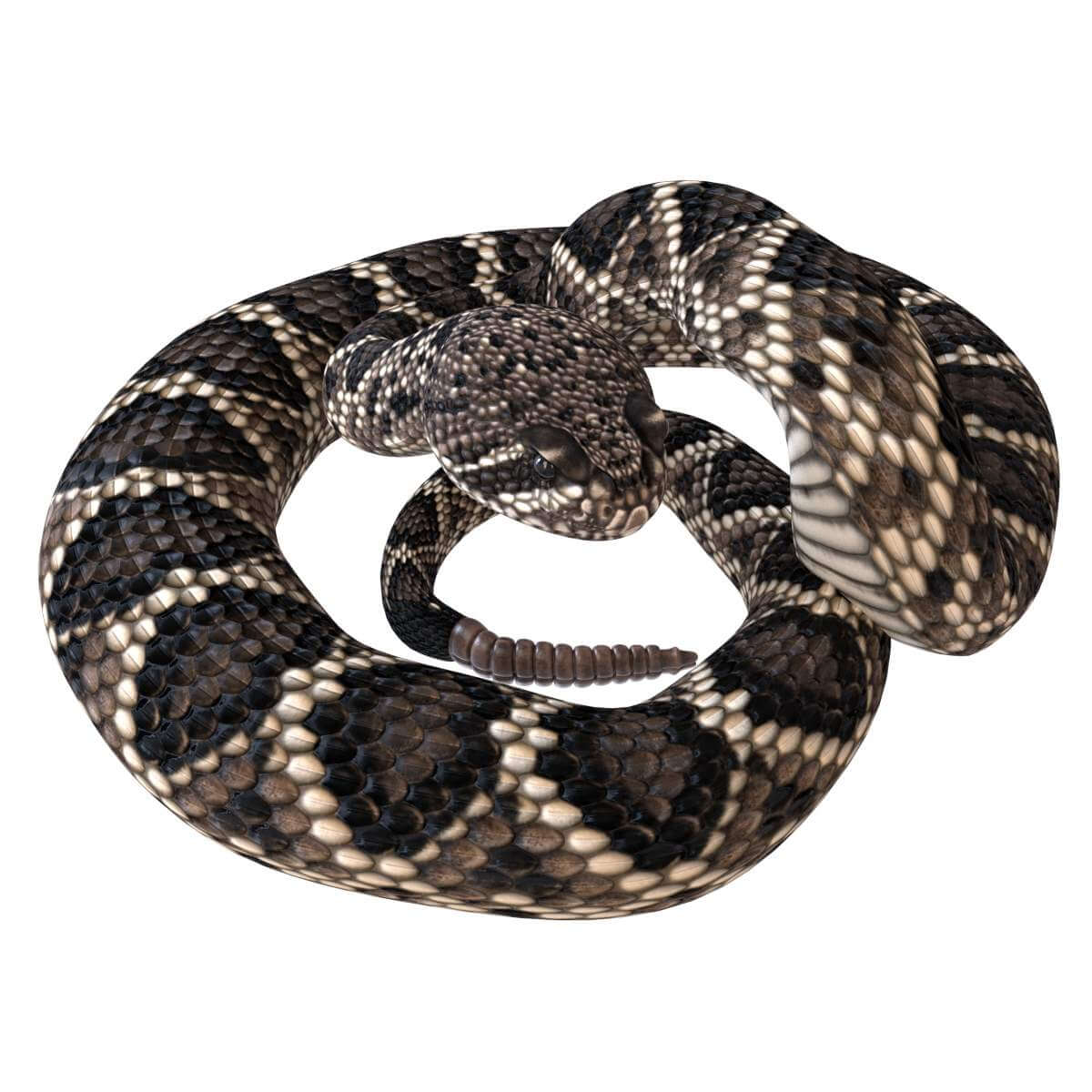 Eastern Diamondback Rattlesnake Animated - 3D Model by Dibia Digital