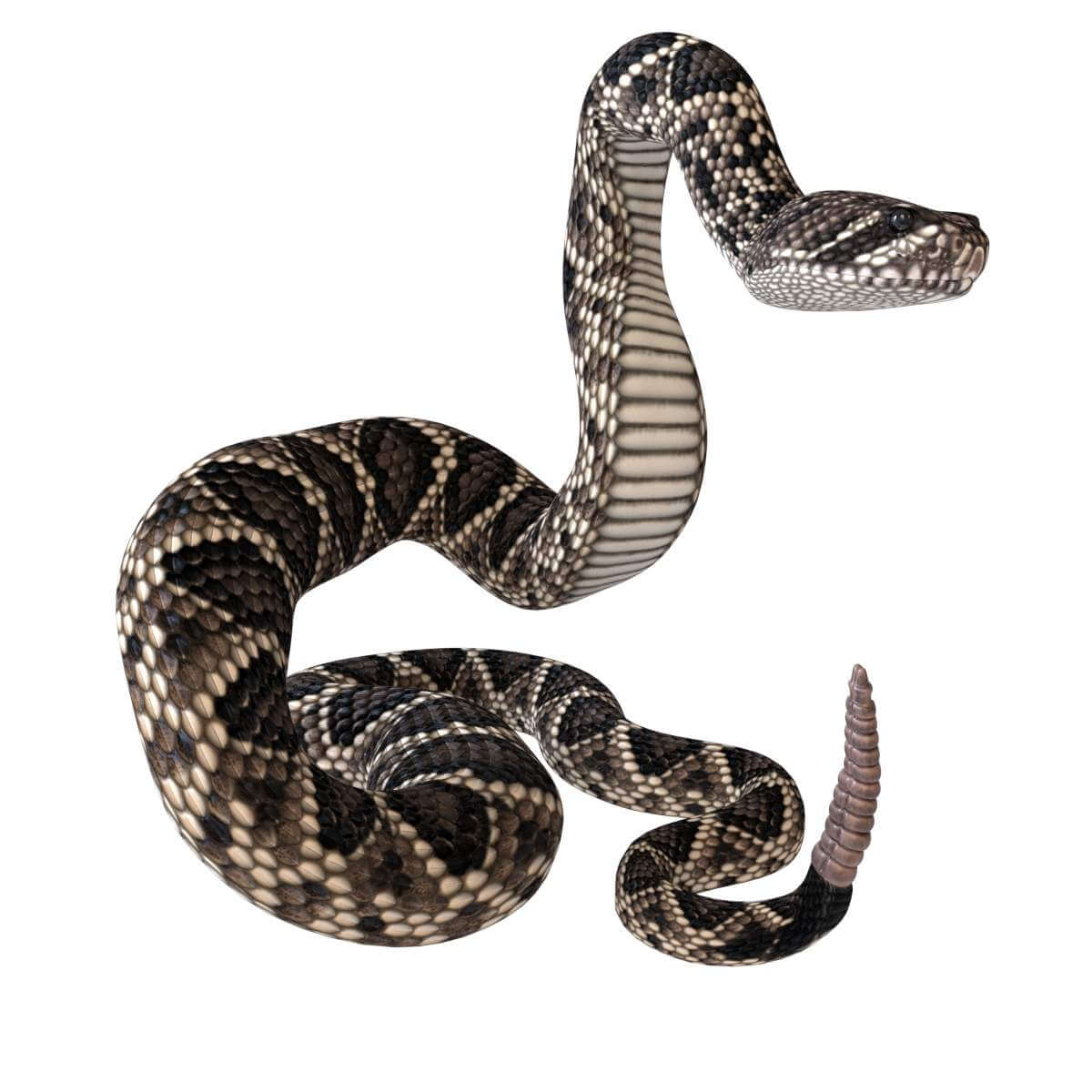 Eastern Diamondback Rattlesnake Animated - 3D Model by Dibia Digital