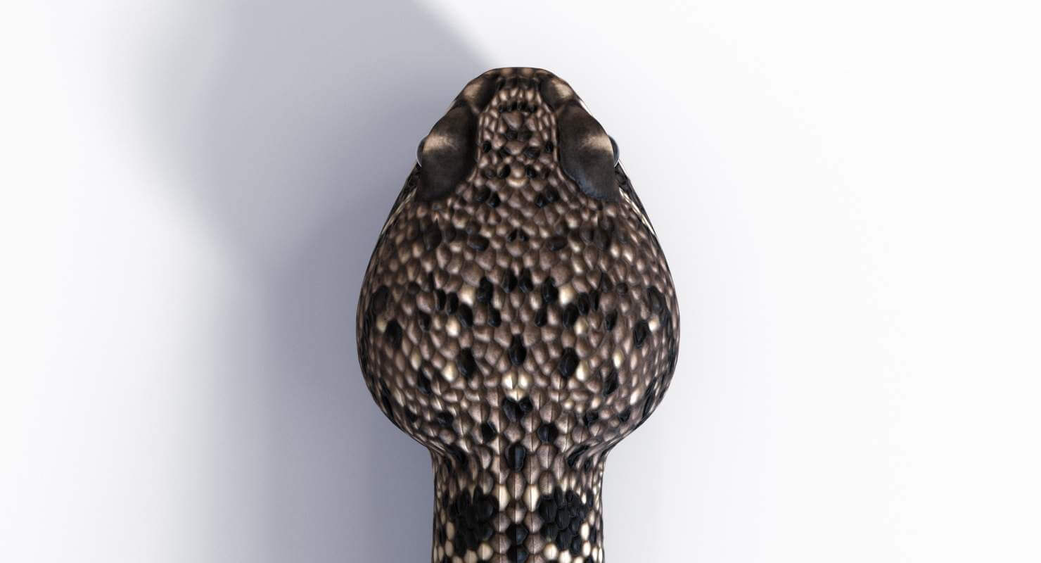 Eastern Diamondback Rattlesnake Animated - 3D Model by Dibia Digital