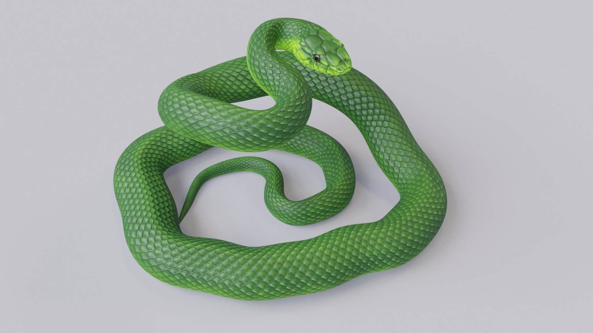 Animated Green Mamba - 3D Model by Dibia Digital