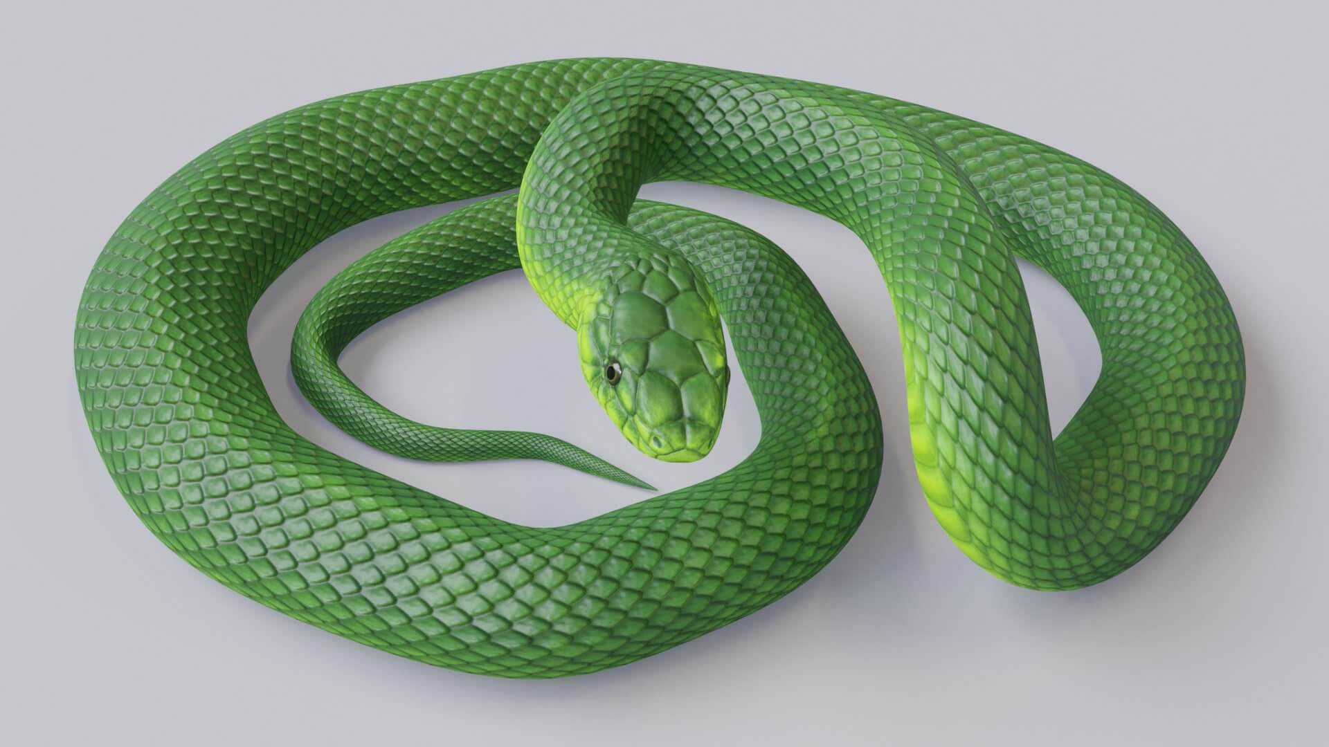 Animated Green Mamba - 3D Model by Dibia Digital